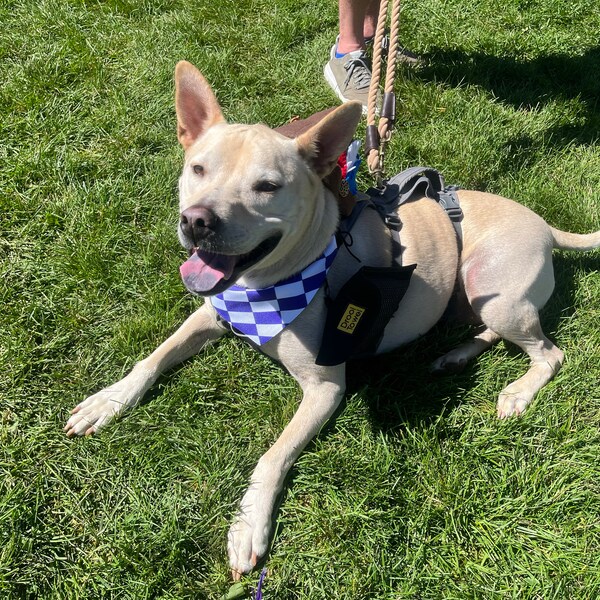 Teenage Mutant Ninja Turtles (TMNT) Print - Small/medium/large ...