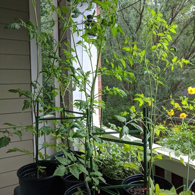 Isis Candy Cherry Tomato Heirloom Seeds - Etsy