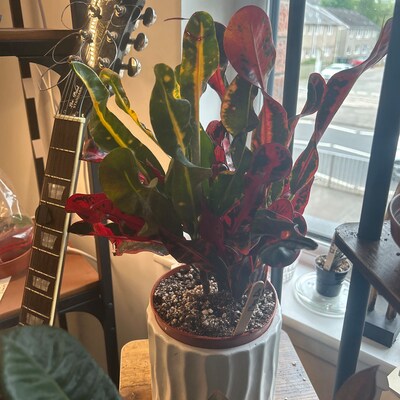 85 100cm Monstera Deliciosa Taurii XL Swiss Cheese Plant 27cm Pot House ...