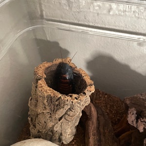 Cork Bark Rounds 2 Lbs Animal Hides in a Terrarium / Vivarium - Etsy