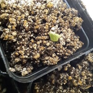 100 blushing Bride Silver Rose Strawflower Seeds - Etsy