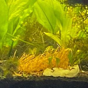 Sensitive Plant or Neptunia Aquatica Floating Aquatic Pond Plant pack ...