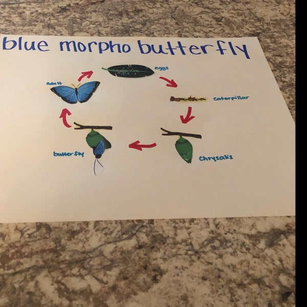 Mouse and Motorcycle Clip Art Set *instant Download* - Etsy