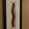 The GIANT Centipede (scolopendra Subspinipes) | Framed & Mounted ...