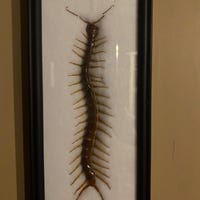 The GIANT Centipede (scolopendra Subspinipes) | Framed & Mounted ...