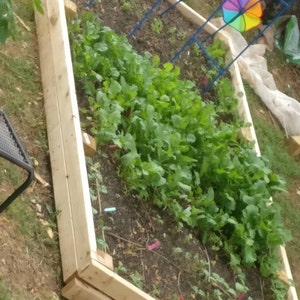 USA SELLER Optima Lettuce 200 Seeds HEIRLOOM | Etsy