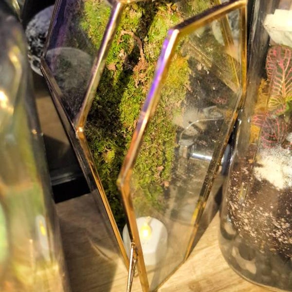 Large Terrarium Kit DIY / Live Moss / Tropical Plant, Bioactive ...