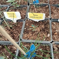 Burning Bush Tree / Eastern Wahoo - Euonymus Atropurpureus - Rare ...