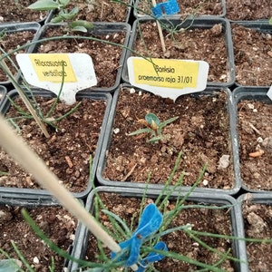 Snake Pod Laranja Nut is the Fruit of the Buriti Palm Buriti Fruit Skin ...