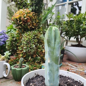 Blue Myrtle-bilberry Cactus Blueboys Myrtillocactus Geometrizans ...