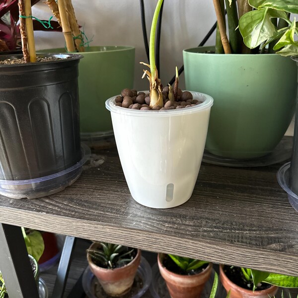 The Perfect Pot for Semi-hydroponics - Self Watering Pot With Clear ...