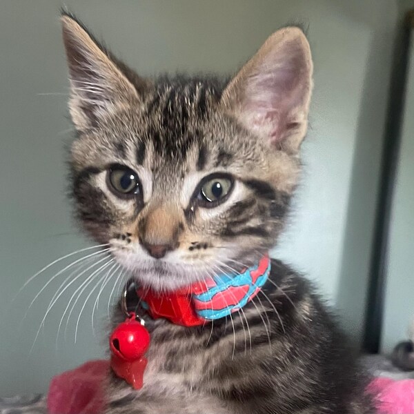 Fish Cat Collar With Bell and Charm, Cute Boy Cat Breakaway Collar ...