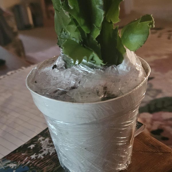 Calathea Burle Marx, Fishbone Prayer Plant, Unique and Easy to Care ...