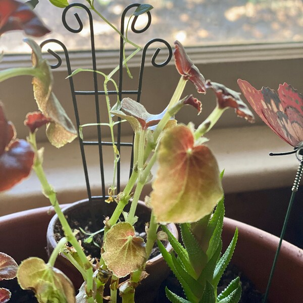 Fairy Garden Miniature Resin Tree House With Face - Etsy