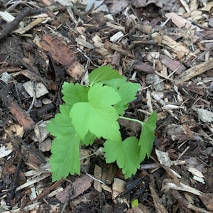 4 Cuttings of Che Seedless Fruit Tree Dormant No Roots No - Etsy