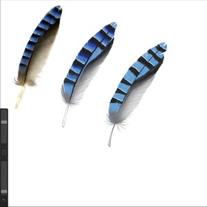 Watercolor Feather Brush Kit for Procreate - Etsy