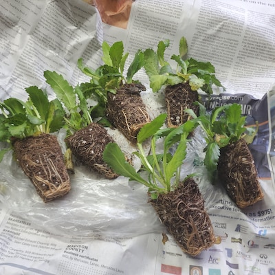 3 Snowcap Daises Leucanthemum Superbum Shasta Daisy Super Fragrant ...