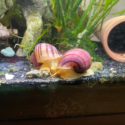 Super Snello 8oz, Aquatic Snail Food, Dehydrated, Snail Jello, Mystery ...