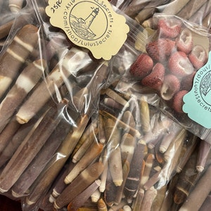 Sunray Venus Clam Shell Callista Erycina Clam Shell 2.25 | Etsy