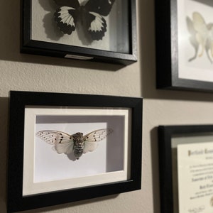 Cicada.tacua Speciosa Real Specimen - Etsy