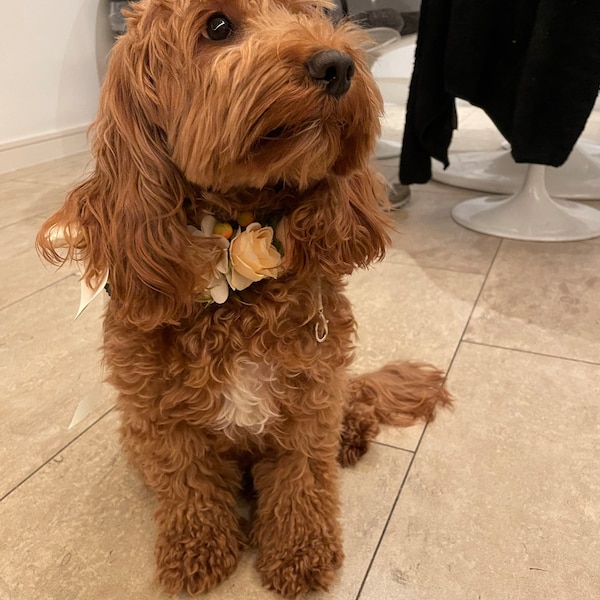 Sparkling Bunny and Chick Frill Dog Collar | Dog Festivities Easter ...