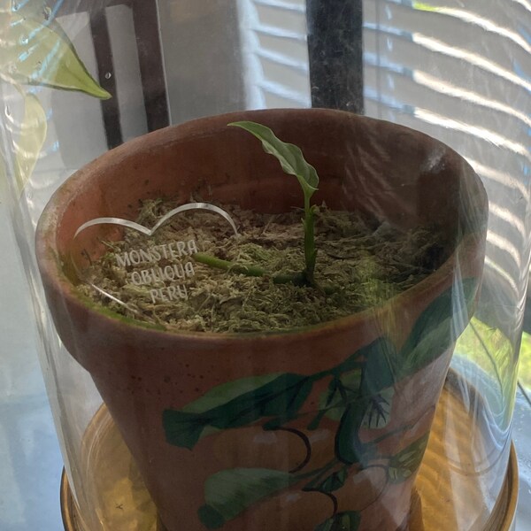 Set of 3 Plant Tags, Custom Plant Tags, Plant Labels, Acrylic Plant ...