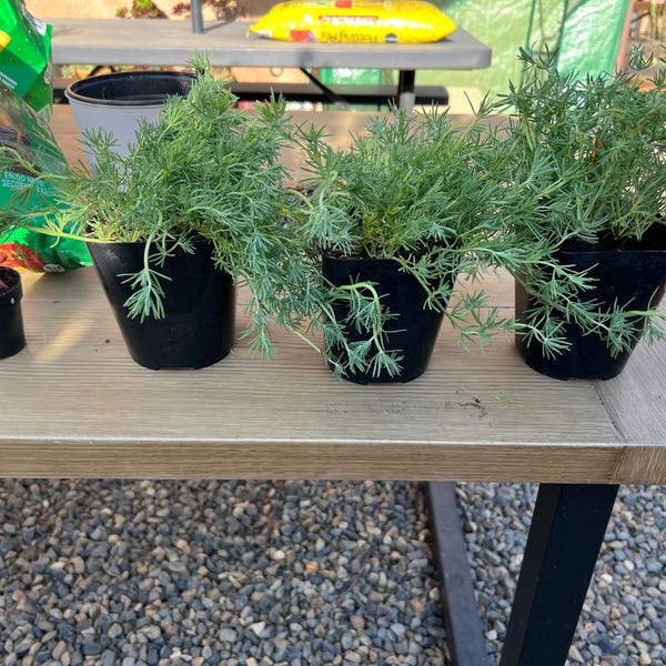 Live Texas Privet/ Ligustrum Japonicum Texanum Come With a One-gallon ...