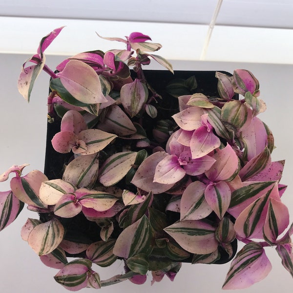 Scindapsus Silver Hero - Etsy