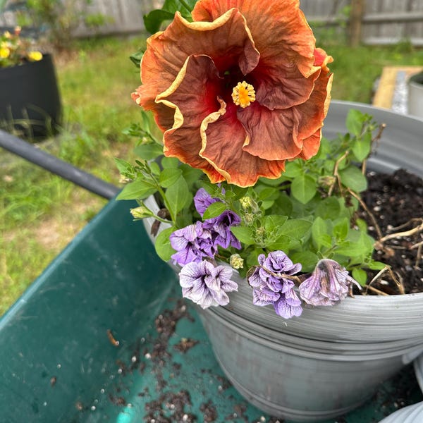 Hibiscus Cajun Color Rum Rascal Starter Plant Hybrid Big Double Flowers ...