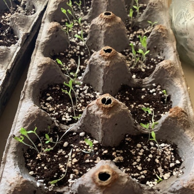 Black/white Velvet Lace Carnation Flower Seeds / Dianthus / Perennial ...