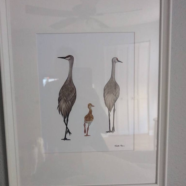 Florida Backyard Birds Field Guide Art Print / Watercolor Painting ...