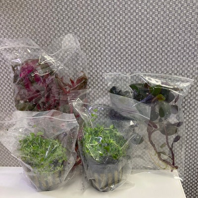 Alternanthera Reineckii var 'roseafolia' BUY3GET1FREE Live Aquarium ...