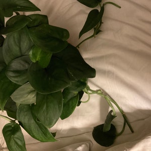 Scindapsus Jade Satin Rare Scindapsus Velvet Pothos Live - Etsy