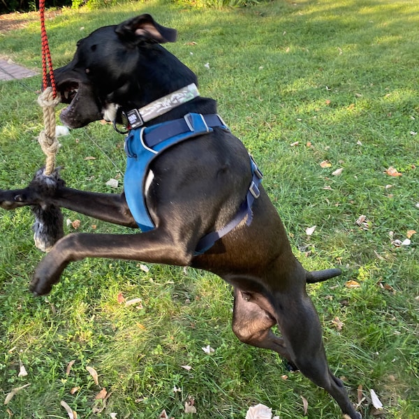 Natural Rabbit Fur and Linen Rope Dog Toy for Tug-of-war and Chasing ...