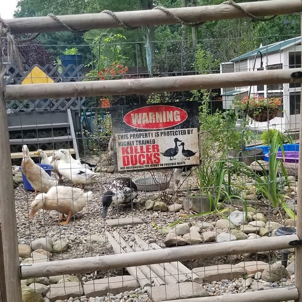 Funny Duck Sign Ducks Sign Duck Warning Sign Duck Coop Sign Duck Decor ...