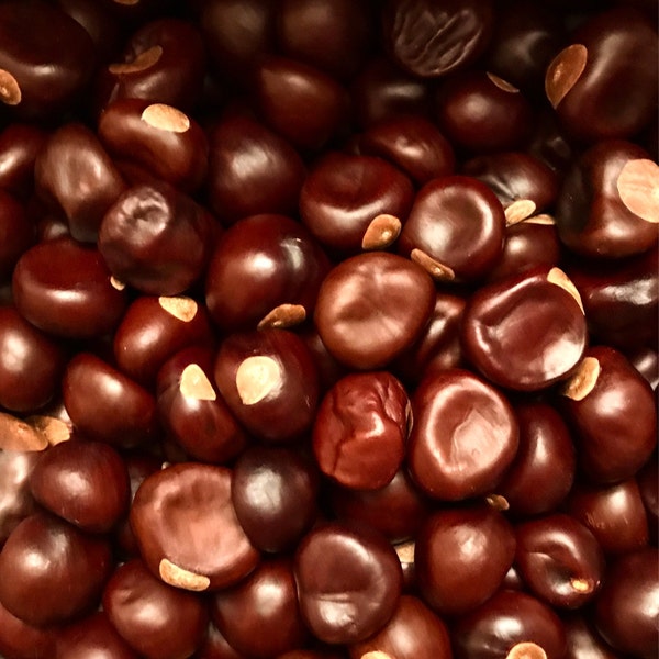500+ Dimpled Buckeye Nuts by the Box - A USPS Medium Flat Rate Box ...