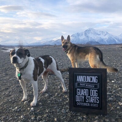 PRINTABLE Announcing Baby Guard Dog Duty Chalkboard Pregnancy ...