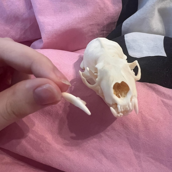 Exquisite Real Bone Splicing Painting DIY Specimen Creative Horror Bone ...