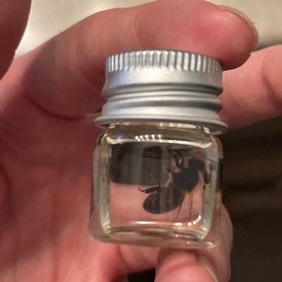 Real Bobcat Toe Bone Curiosity Jar Bone Terrarium Oddity Jar - Etsy