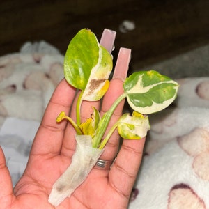 Mint Cuttings One Cutting Each From 38 Mint Variations Water ...