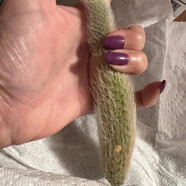Hildewintera Colademononis Monkey Tail Cactus Seeds Super Furry Hybrid ...