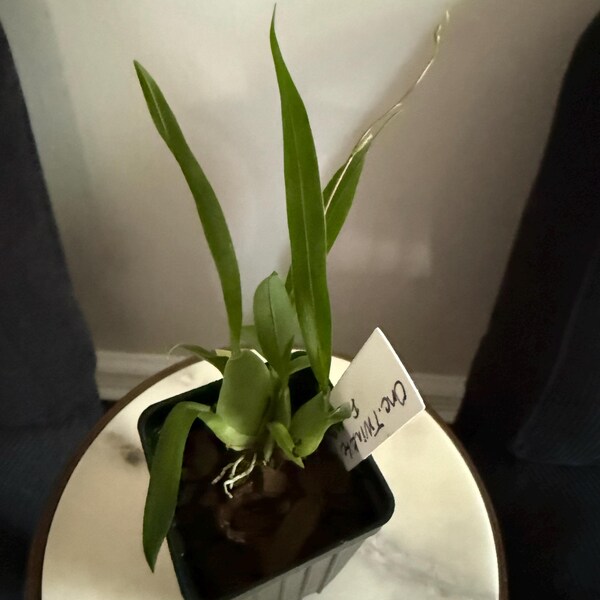 Pikake Plant. Single Flower Variety for Lei Making (pikake Lahilahi ...