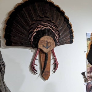 Classic Turkey Fan Mount - Etsy