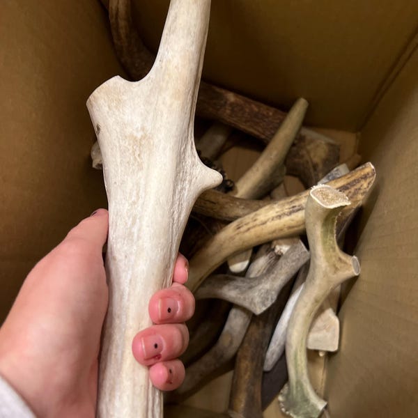 1 Kg / Sizes From 10-50 Cm / 2-20 Pieces / Natural Red Deer Antlers ...