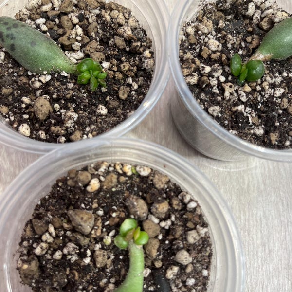 Japanese Rice Fish Eggs - Medaka Miyuki Blue - Etsy