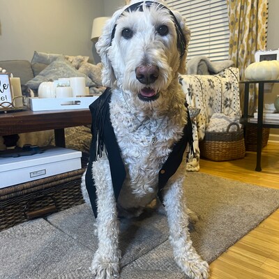 Dog Cleopatra Halloween Costume, Cleopatra Dog Costume, Puppy Cleopatra ...