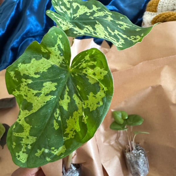 Alocasia Hilo Beauty Starter Plant.*** Please Note All Starter Plants ...