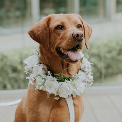 Dog Flower Garland,silk Flower Wedding Collar, White Ribbon Sash Neck ...