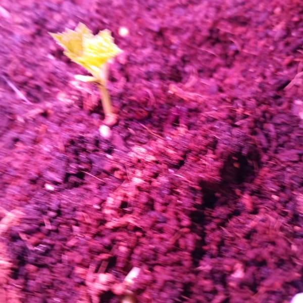 30 SEEDS Bitter Melon Momordica Charantia Bitter Gourd Melon Cundeamor ...
