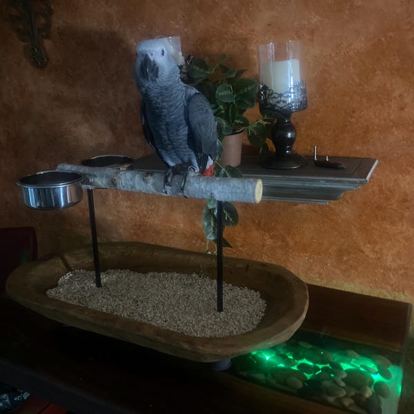 Small Whitewashed Parrot Stand Modern Parrot Stand Portable Parrot ...